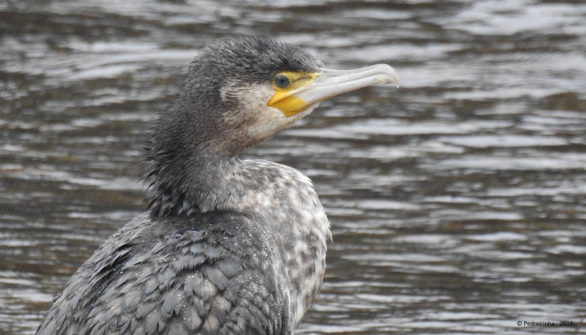 Corvo-marinho-de-faces-brancas - Biodiversidade do Vez