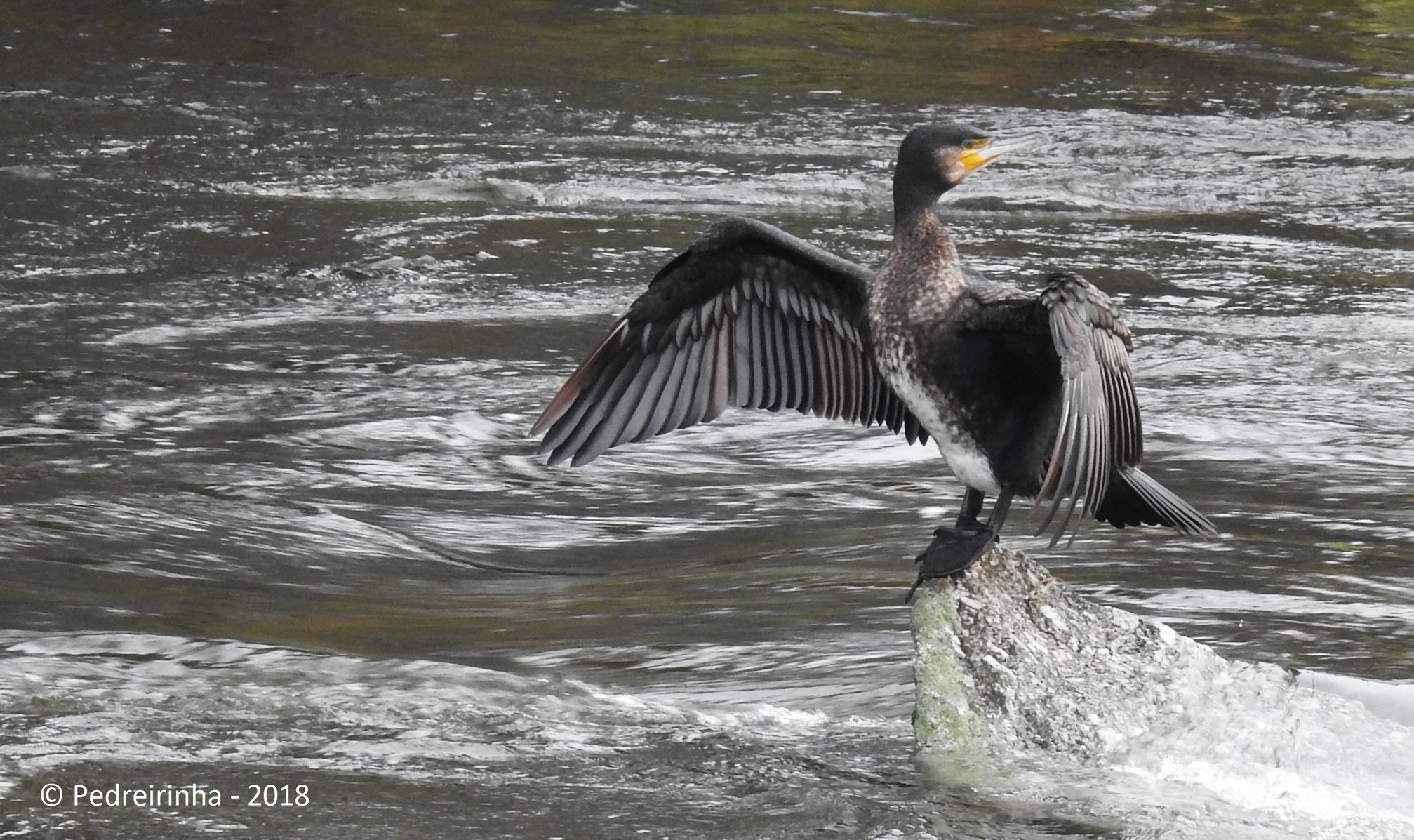 Corvo-marinho-de-faces-brancas - Biodiversidade do Vez