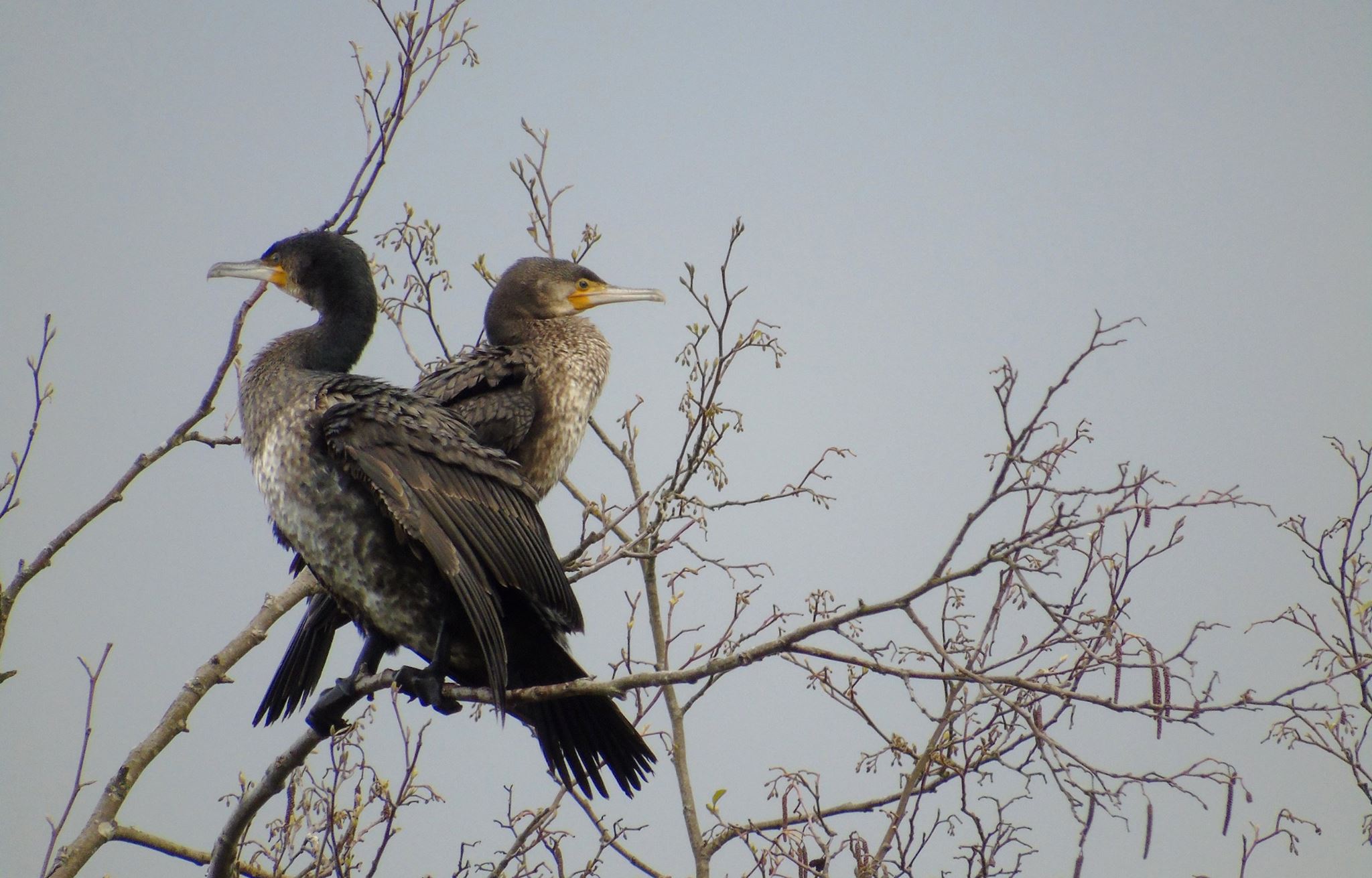 Corvo-marinho-de-faces-brancas - Biodiversidade do Vez